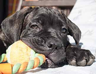 How To Take Care Of A Cane Corso From Nose To Toes