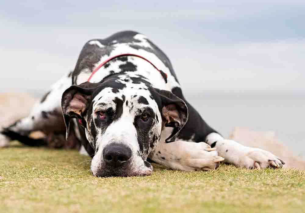 Great Dane Traits And Qualities You Should Know About
