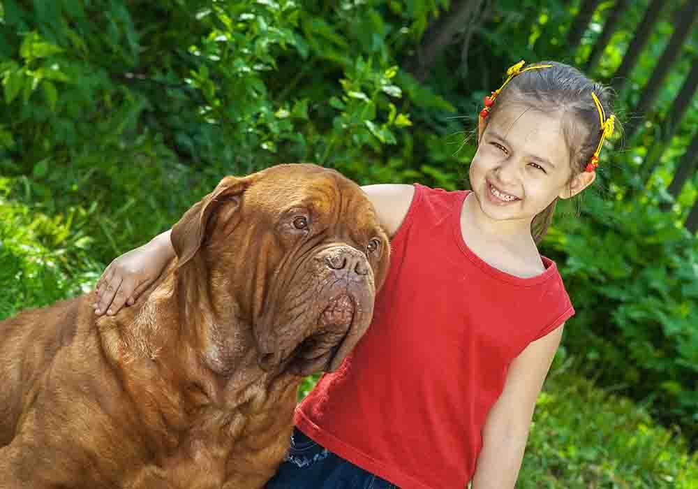Mastiff Temperament and Personality Pros and Cons